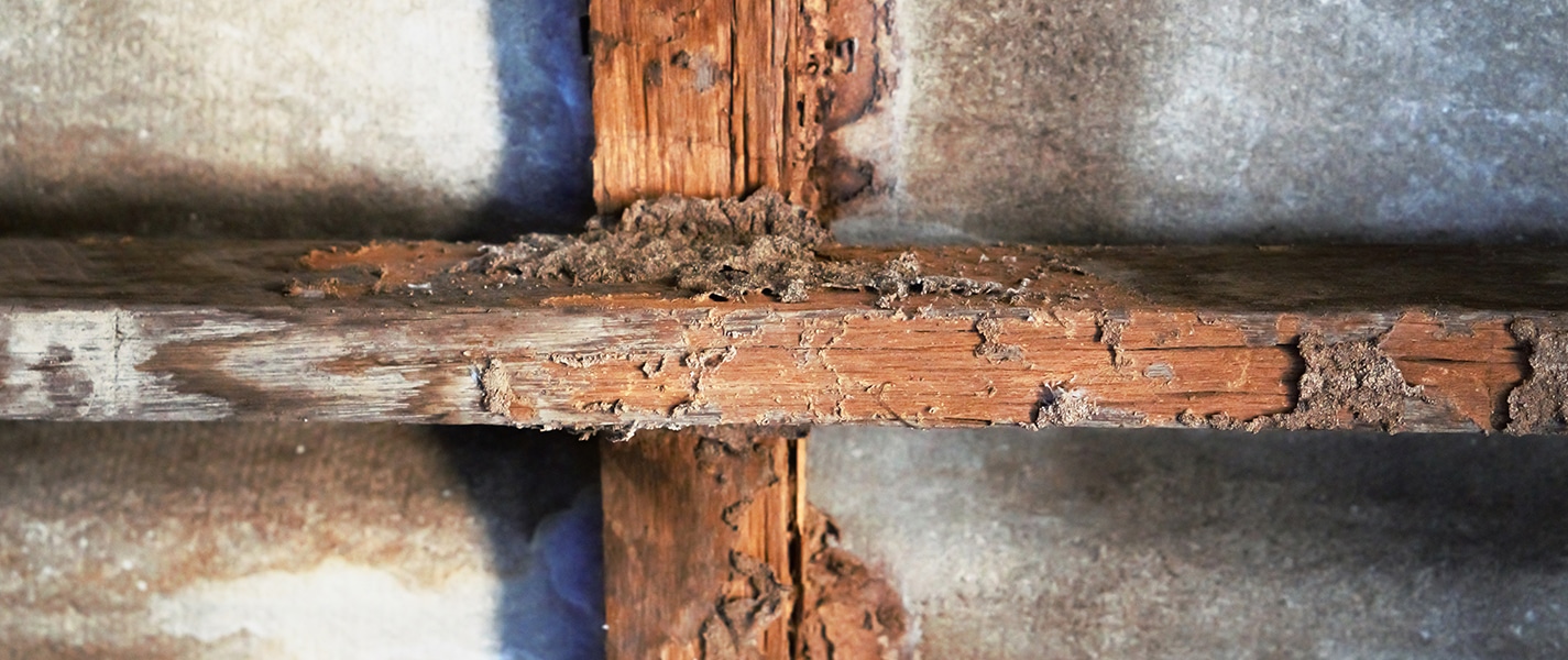 Top 10 Tips to Build a Termite Proof House From Scratch - Vanguard ...