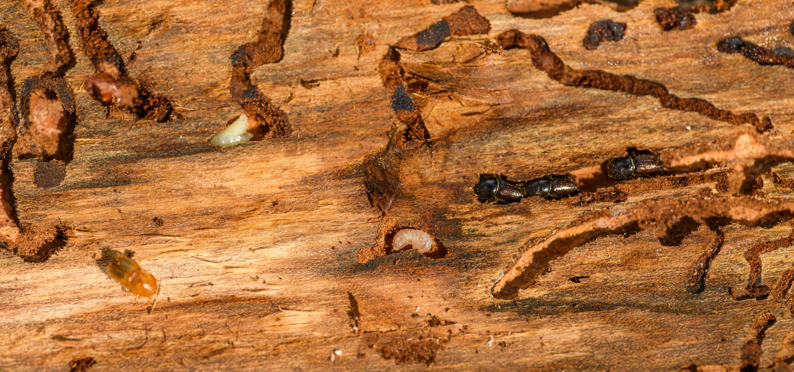 Termite Inspection Checklist: 10 Signs You Shouldn't Ignore - Vanguard ...
