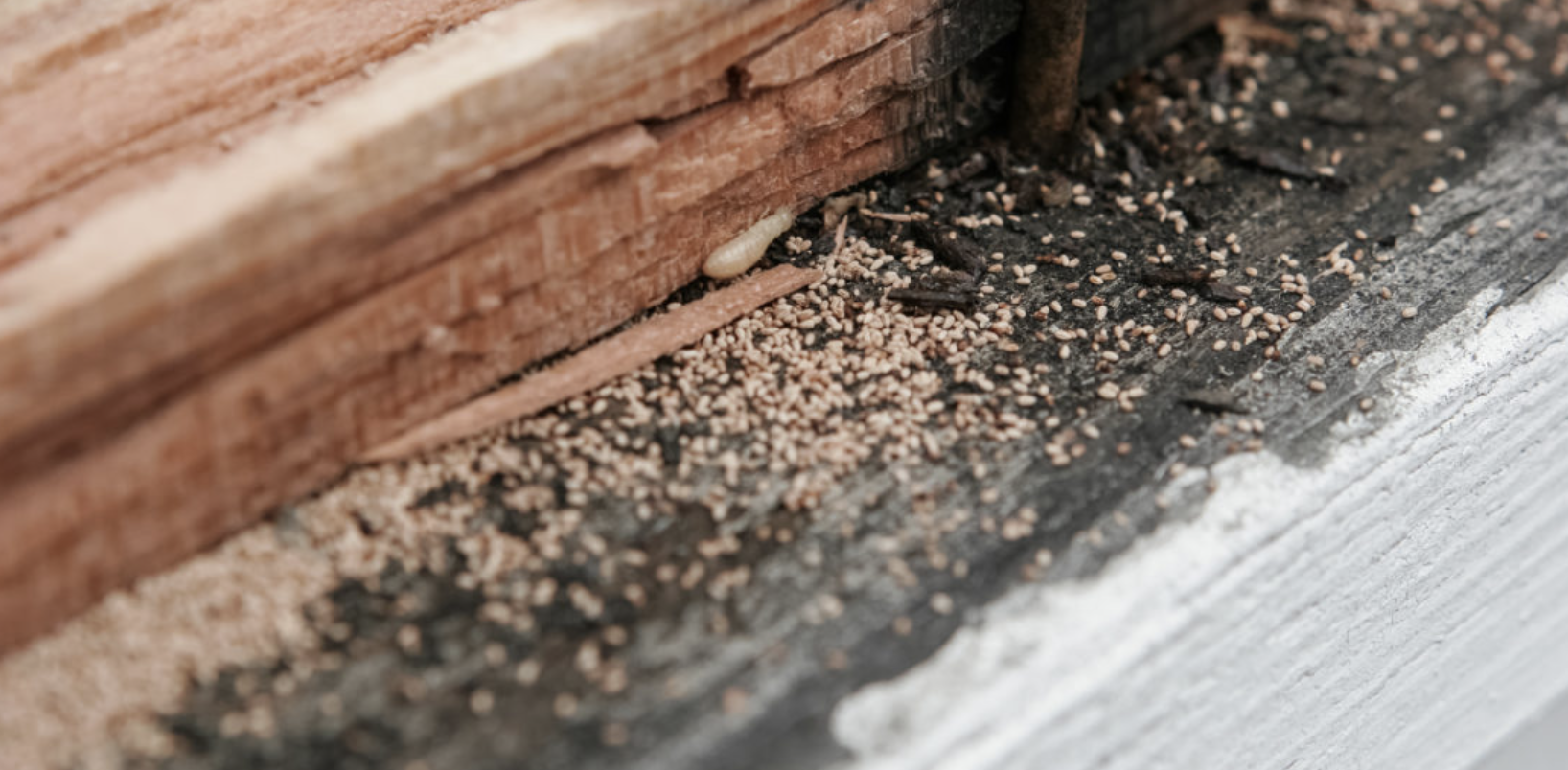 What Does a Bay Area Termite Inspection Include? - Vanguard Termite Control